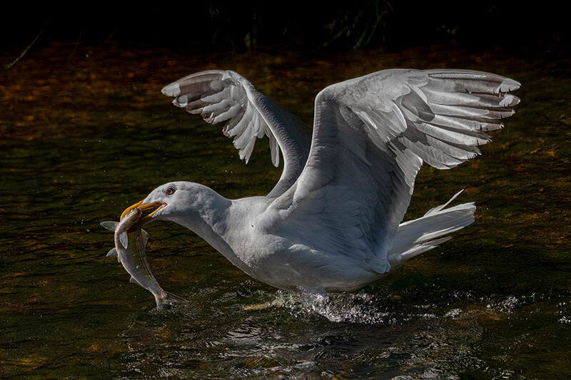 Home - Hampstead Photographic Society